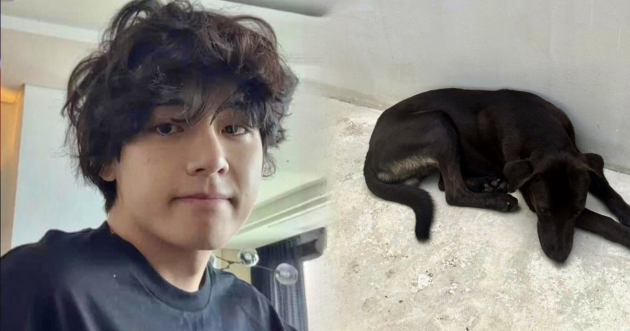 The Way V Treats A Stray Dog...The Late Known Story